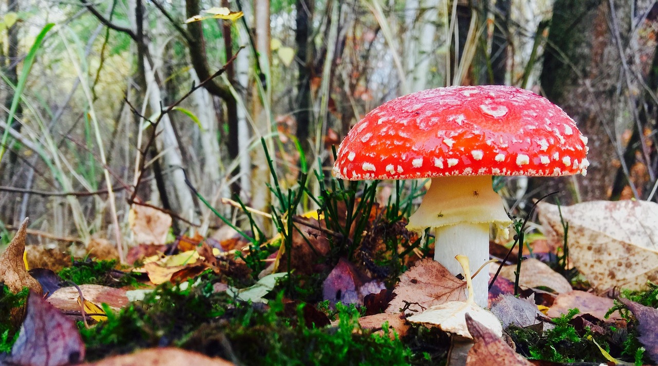 Champignon Forêt La Nature - Photo gratuite sur Pixabay
