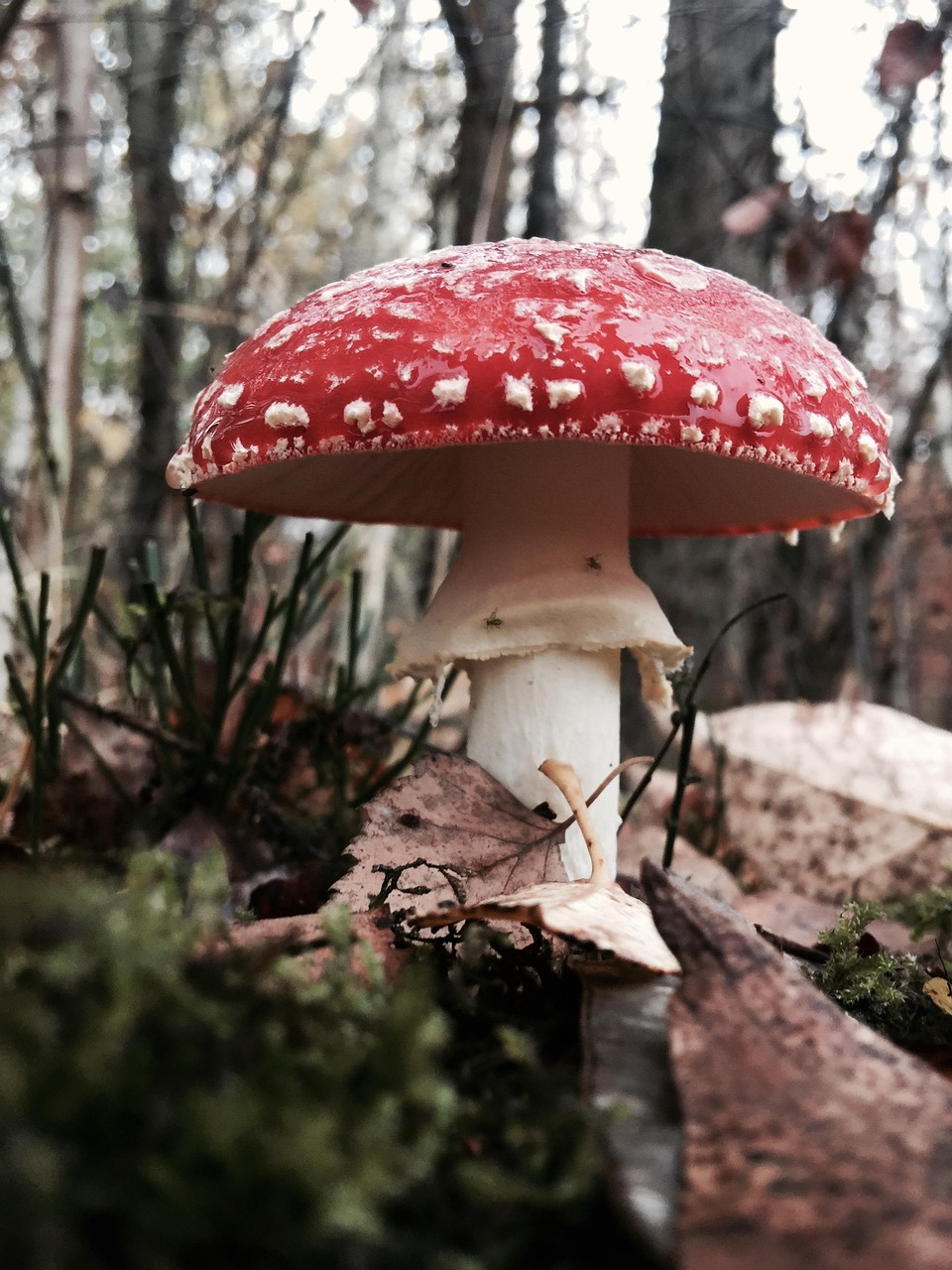 Cogumelo Floresta Natureza - Foto gratuita no Pixabay - Pixabay