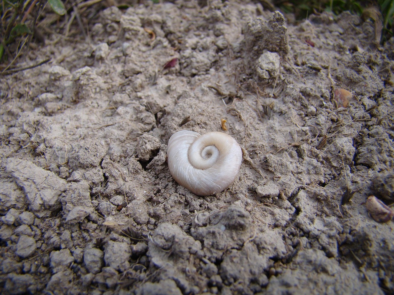 Earth Snail Animals - Free photo on Pixabay - Pixabay