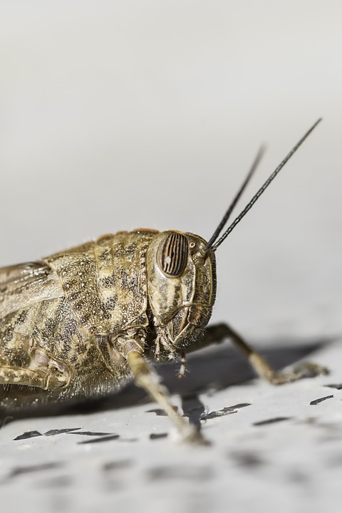 Egyptian Locust Orthoptera - Free photo on Pixabay - Pixabay