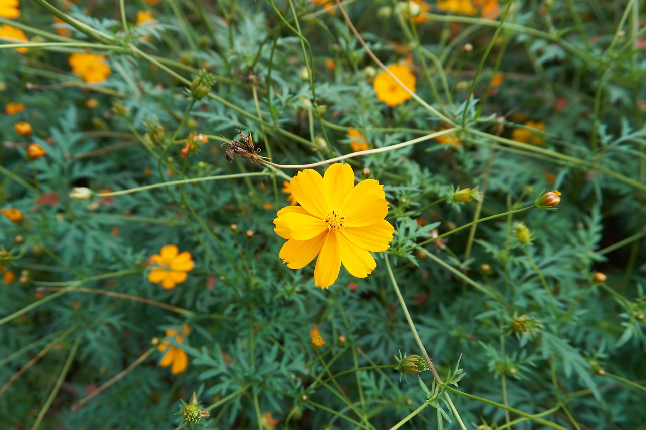 Cosmos Hanahata Kuning Musim - Foto gratis di Pixabay - Pixabay