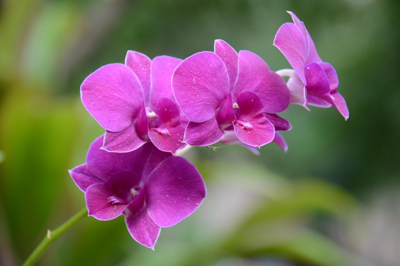 Orchidée Mauve Frais Toile - Photo gratuite sur Pixabay