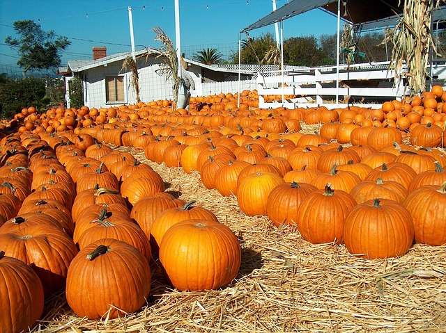Pumkins Patch Pumkin Redondo - Free photo on Pixabay - Pixabay