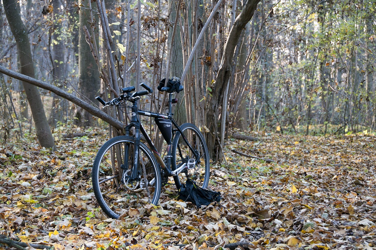 Bike Forest Tourism - Free photo on Pixabay - Pixabay