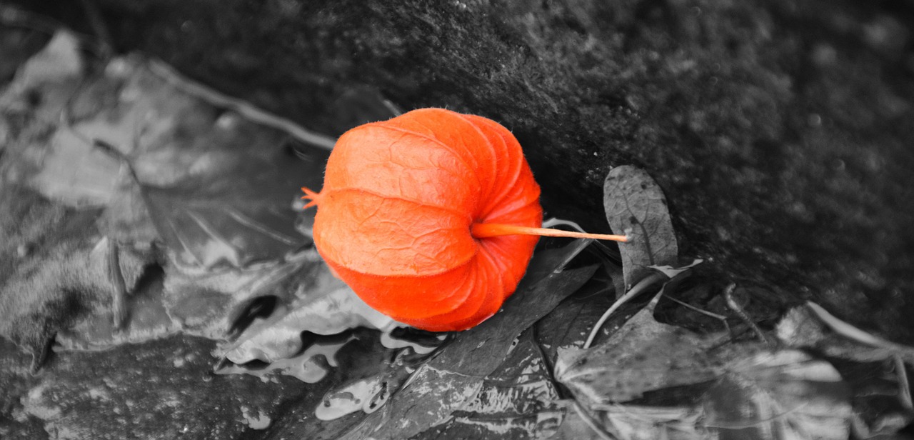 Flor De Lampion Physalis Alkekengi - Foto gratis en Pixabay - Pixabay