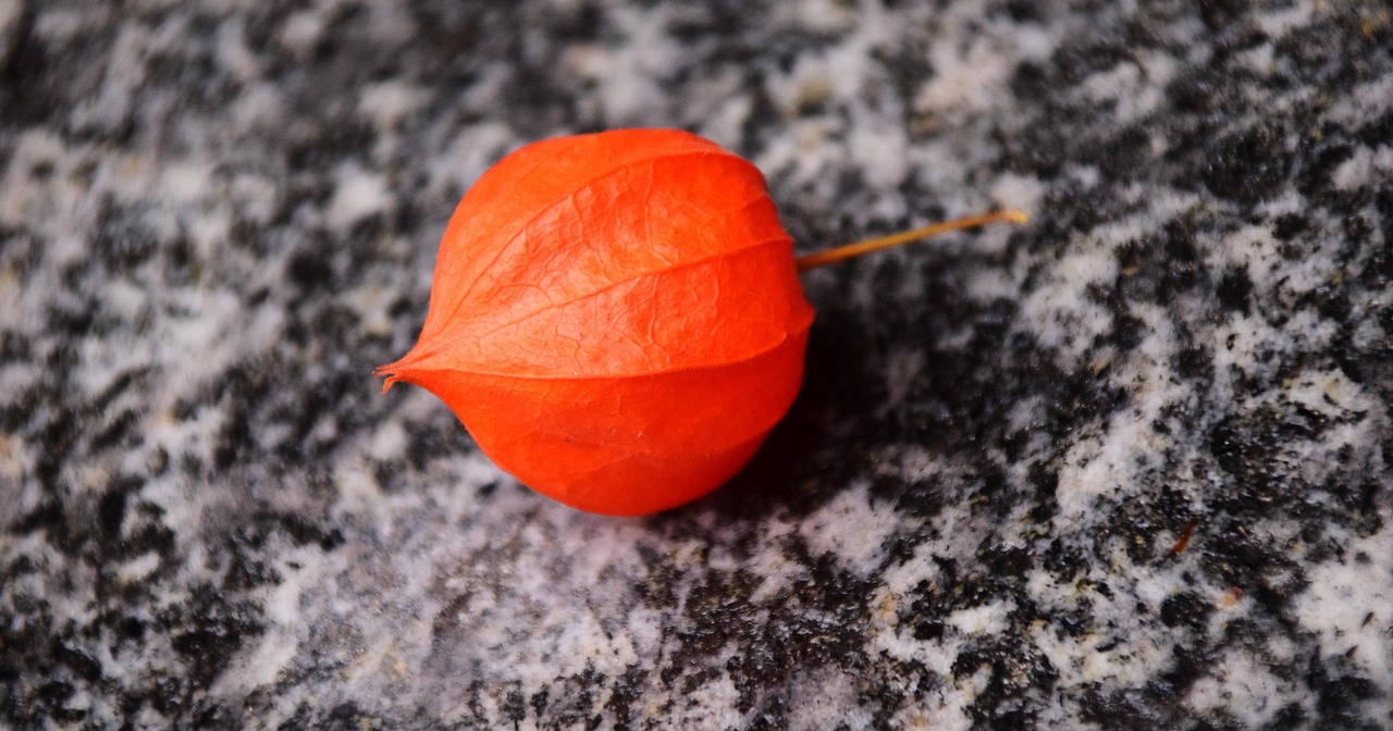 Lampion Flower Physalis Alkekengi - Free photo on Pixabay - Pixabay