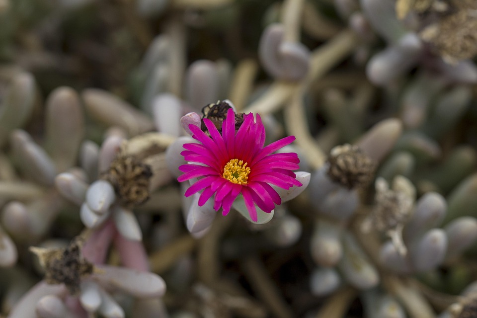 Flower Nature Bloom - Free photo on Pixabay