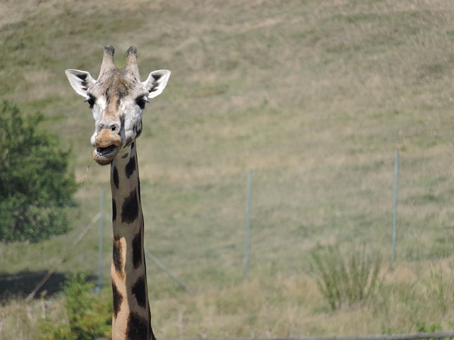 Jirafa Cabeza Bien Zoológico De - Foto gratis en Pixabay - Pixabay