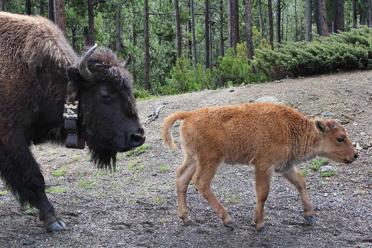 600+ Free Bison & Buffalo Images - Pixabay