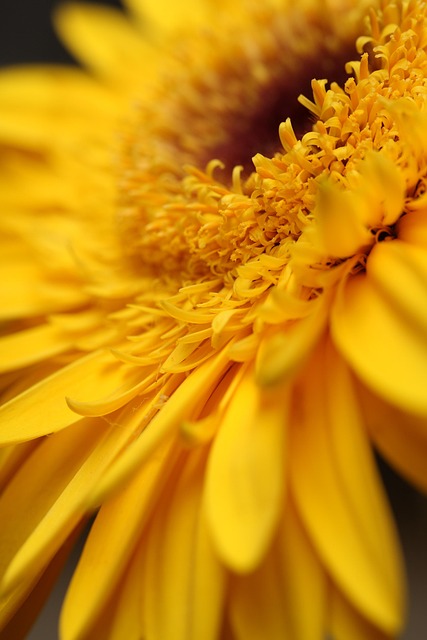 Flower Yellow Leaf - Free photo on Pixabay