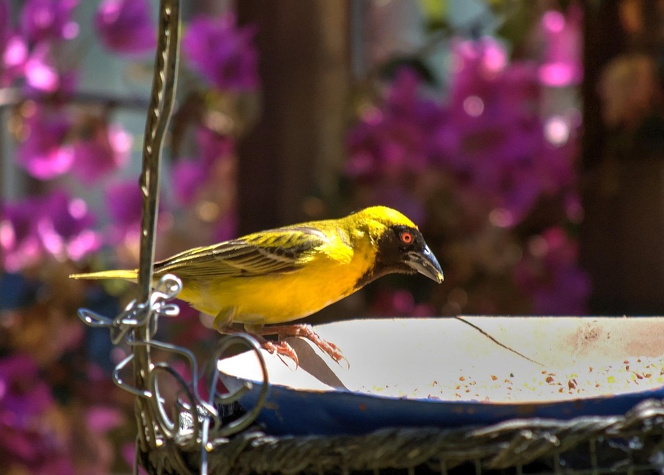 Gelb Fink Garten - Kostenloses Foto auf Pixabay