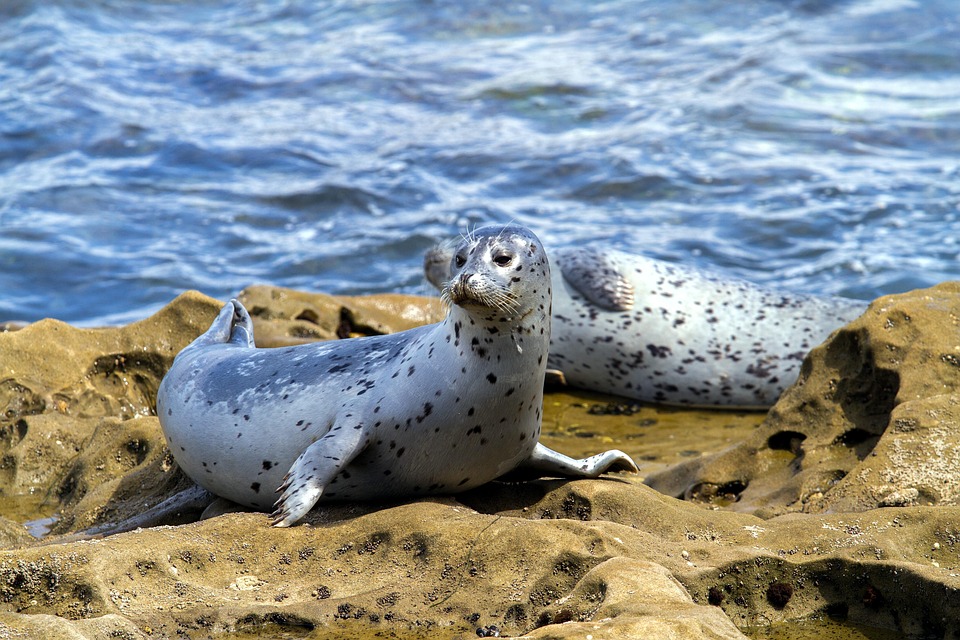 Seal Aquatic - Free photo on Pixabay - Pixabay