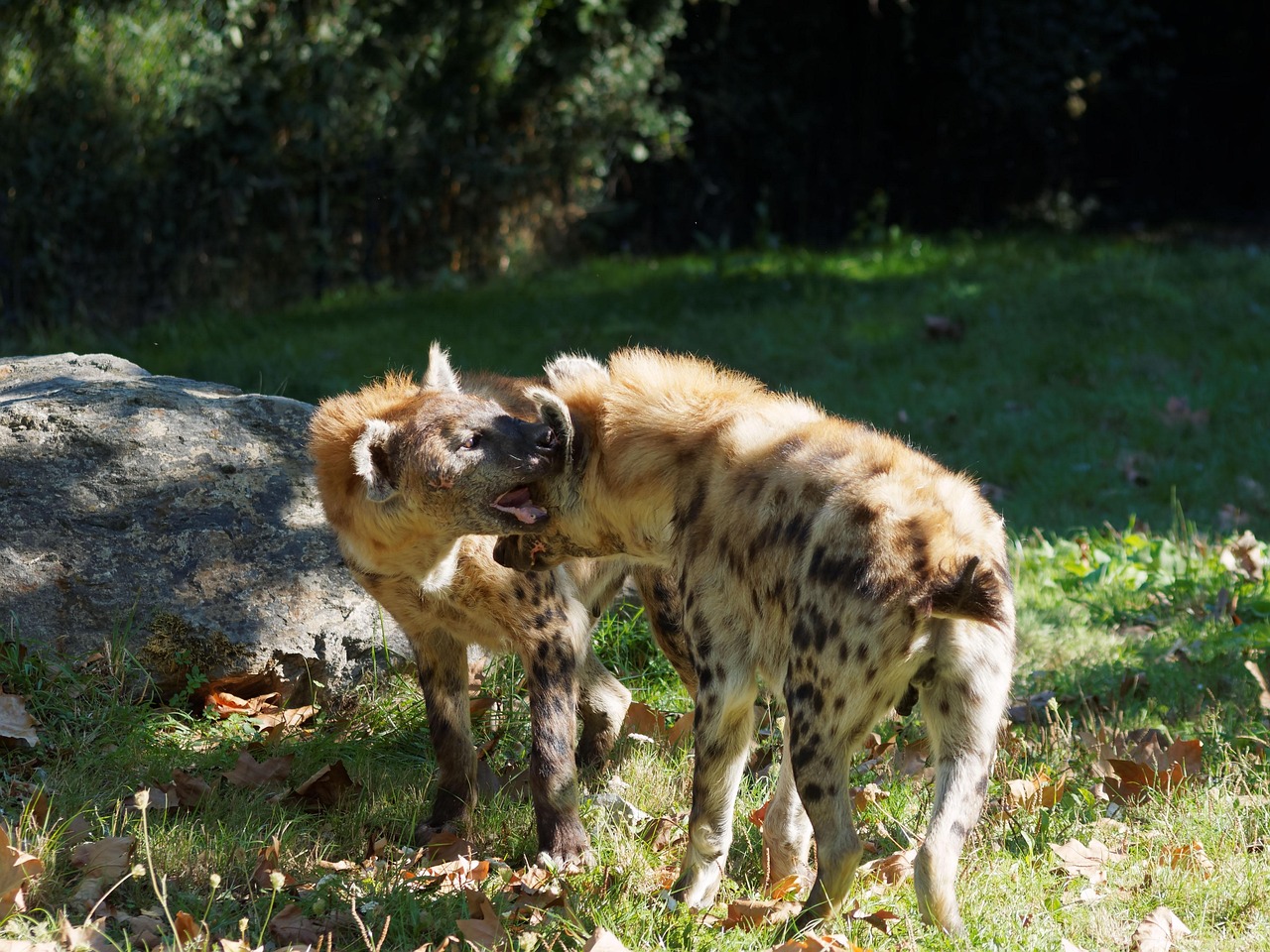 100+ Free Hyena & Animal Images - Pixabay
