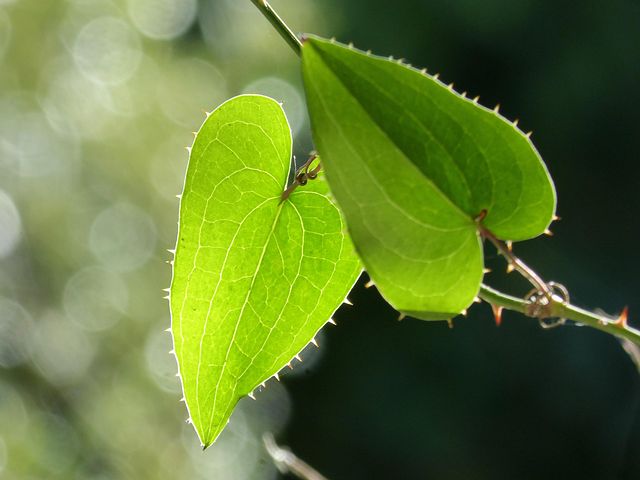 9+ Free Sarsaparilla & Wild Plant Images