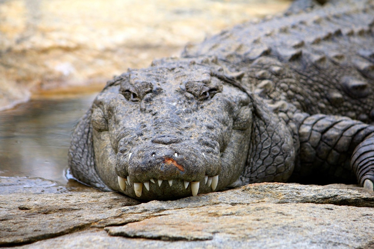 Cocodrilo Salvaje Naturaleza - Foto gratis en Pixabay - Pixabay