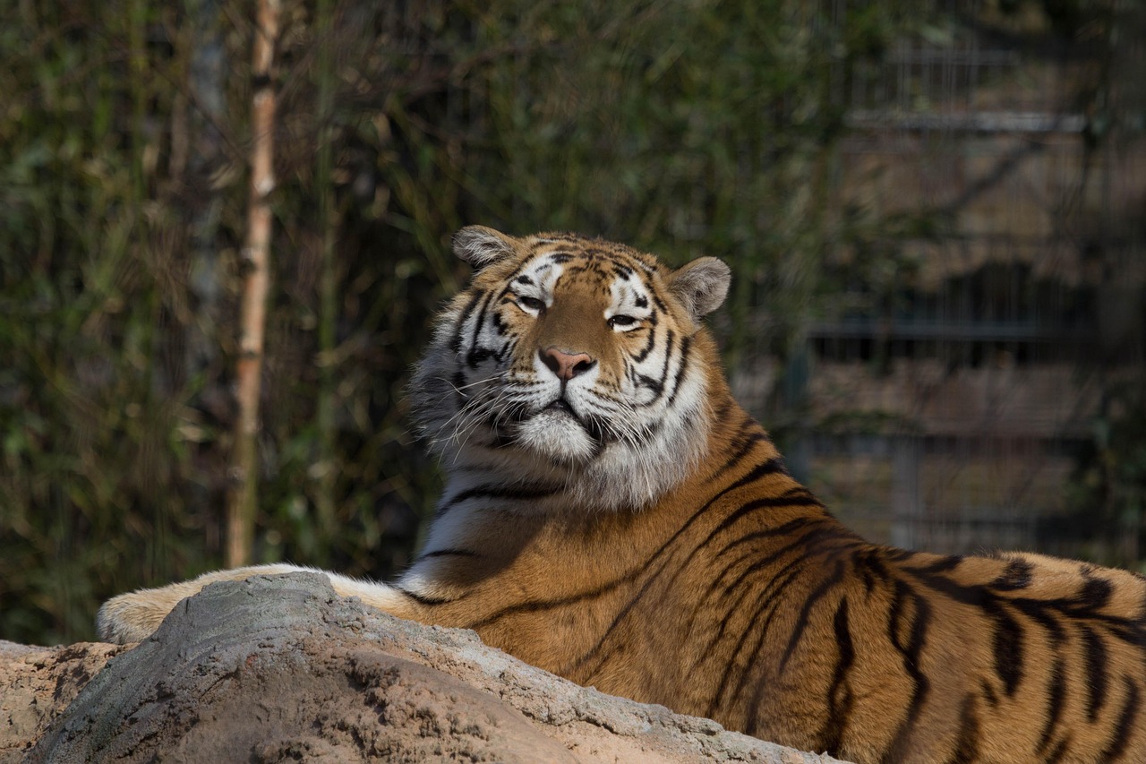 Faixa Tigre - Foto gratuita no Pixabay - Pixabay