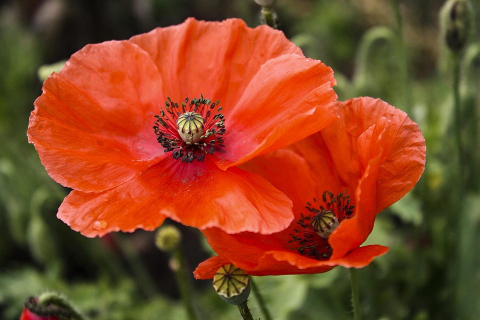 Bunga Merah Flora Na - Foto gratis di Pixabay