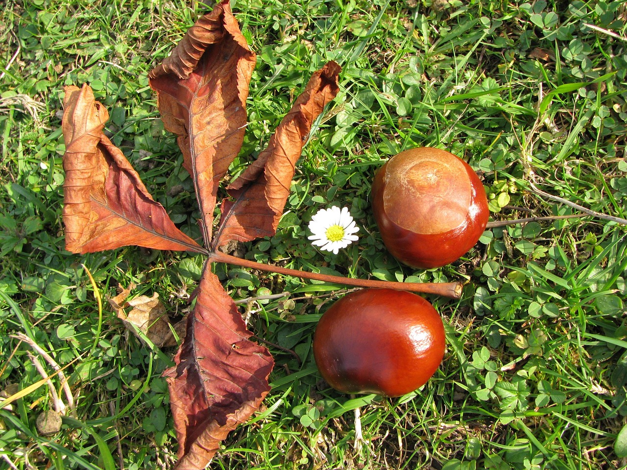 La Nature Châtaigne - Photo gratuite sur Pixabay - Pixabay