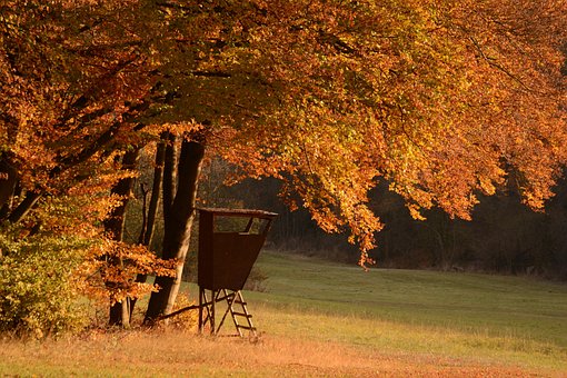 10+ kostnadsfria bilder med Höstlöv Jakt och Höstlöv - Pixabay
