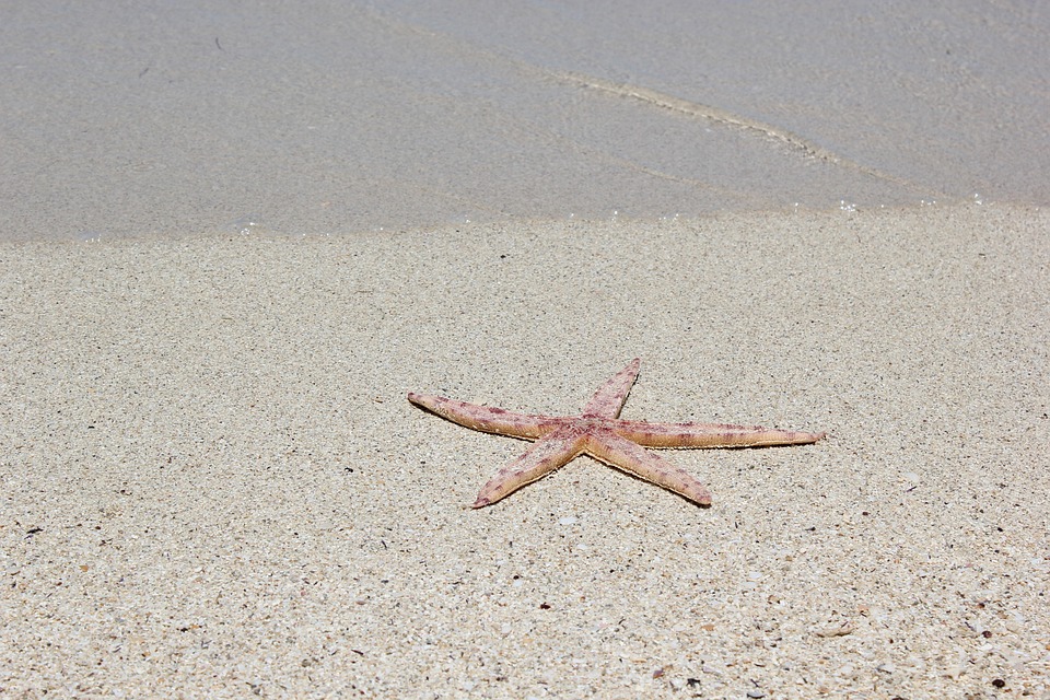 Sea Star Lagoon Beach - Free photo on Pixabay
