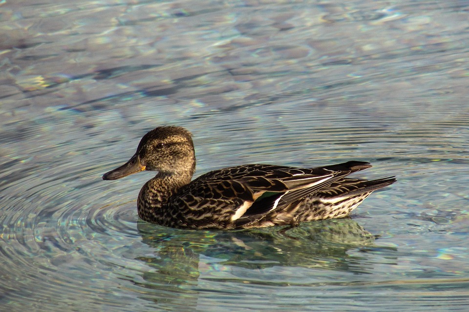 Eurasian Teal Anas Crecca Duck - Free photo on Pixabay - Pixabay