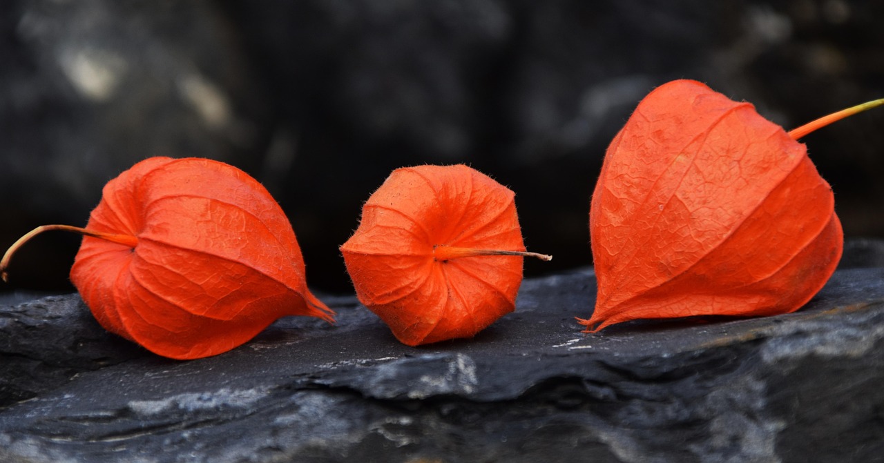 Bunga Lampion Physalis Alkekengi - Foto gratis di Pixabay - Pixabay