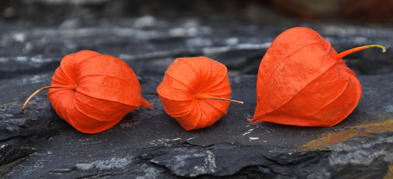 Lampion Flower Physalis Alkekengi - Free photo on Pixabay