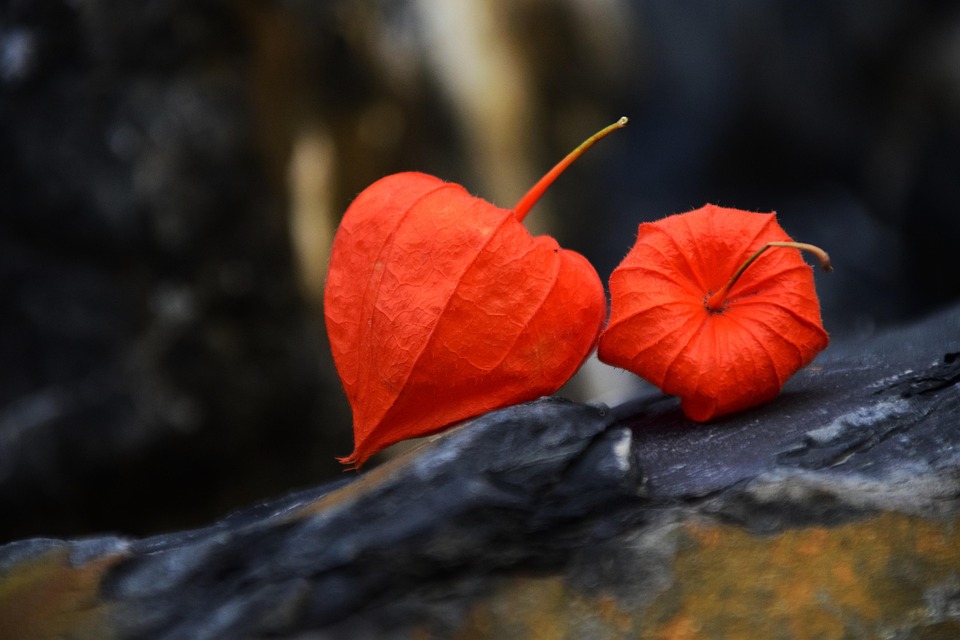 Fleur De Lampion Physalis - Photo gratuite sur Pixabay