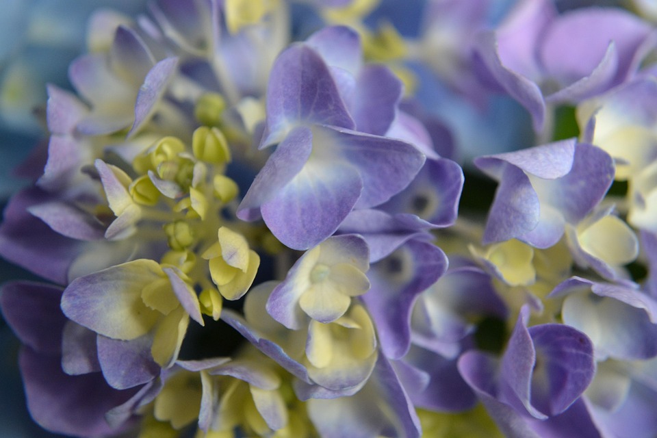 Hydrangea Violetti Kukka - Ilmainen valokuva Pixabayssa - Pixabay