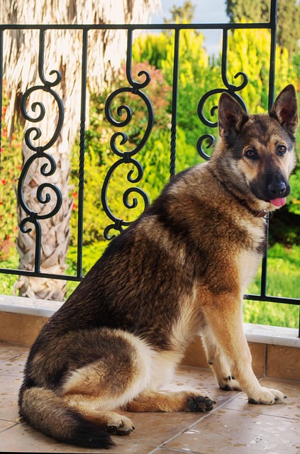Animal Chien Chiot Berger - Photo gratuite sur Pixabay - Pixabay