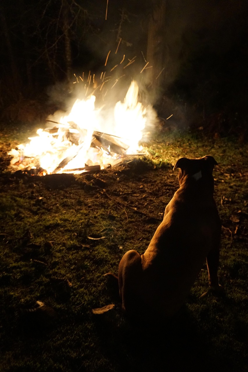 Pit Bull Bonfire Dark - Free photo on Pixabay