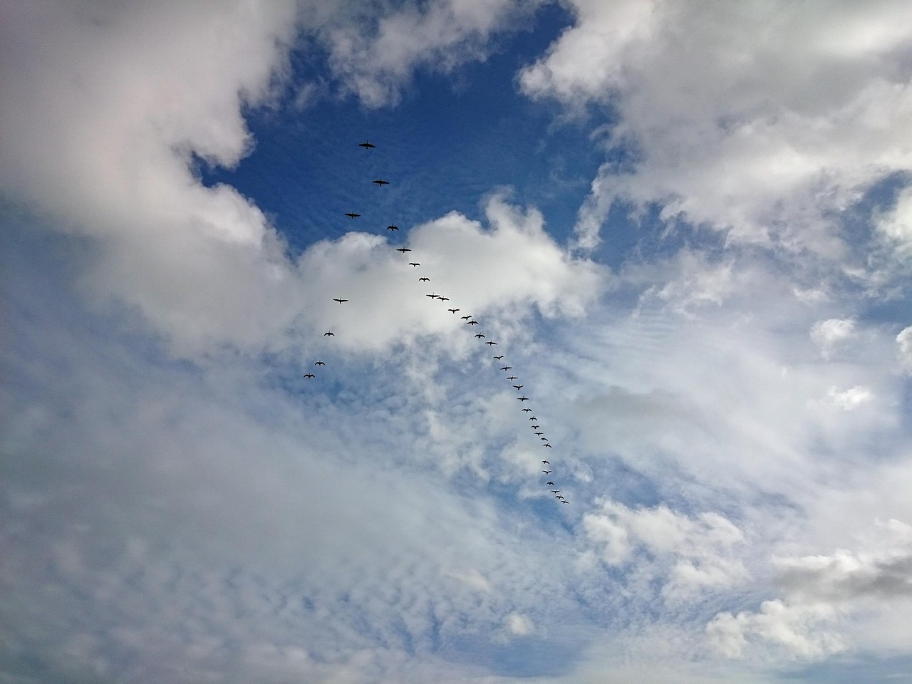 Birds Migrating Formation - Free photo on Pixabay - Pixabay