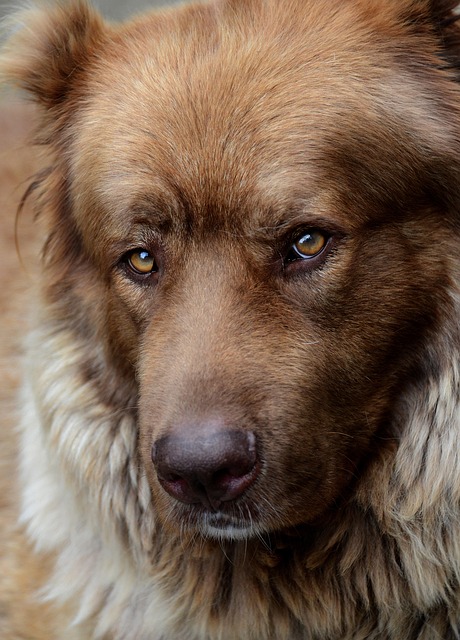 Hund Tier Eckzahn - Kostenloses Foto auf Pixabay - Pixabay
