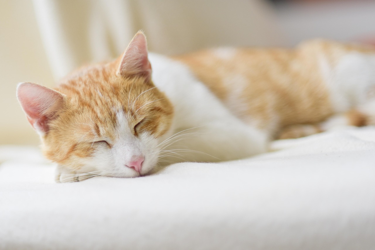 10,000+ Free Good Sleep & Sleep Images - Pixabay