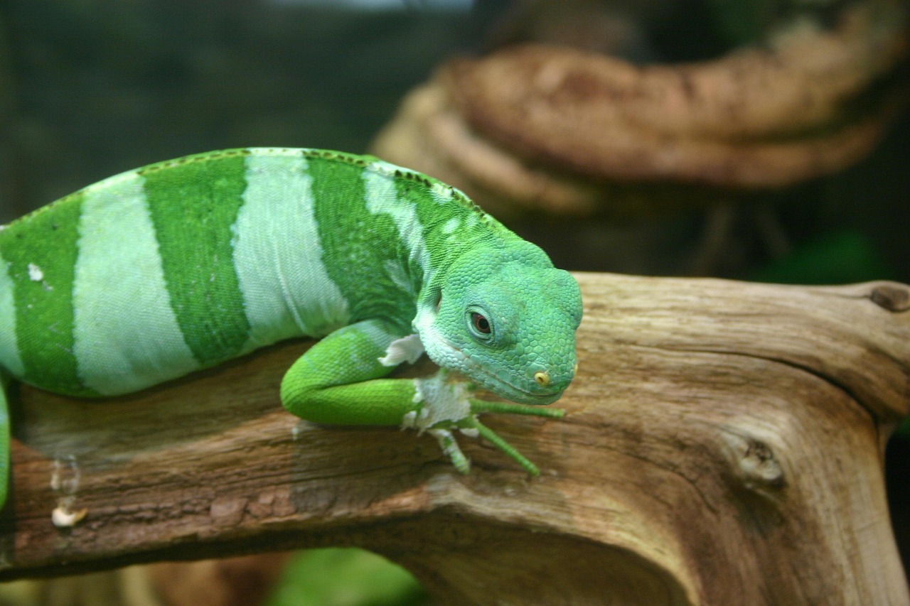Gecko Lizard Reptile - Free photo on Pixabay - Pixabay