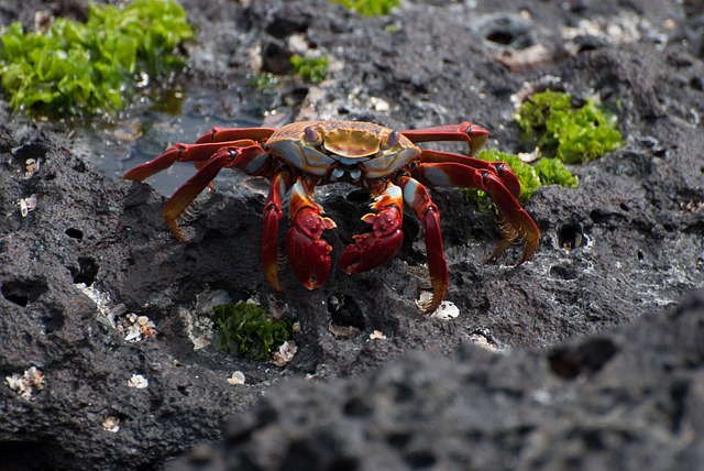 Crab Sallylightfoot Volcano Bottom - Free photo on Pixabay - Pixabay