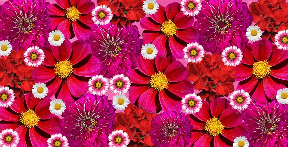 Bunga Bunga-Bunga Alam - Gambar gratis di Pixabay - Pixabay