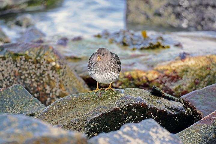 8+ Free Kiwi Bird & New Zealand Photos