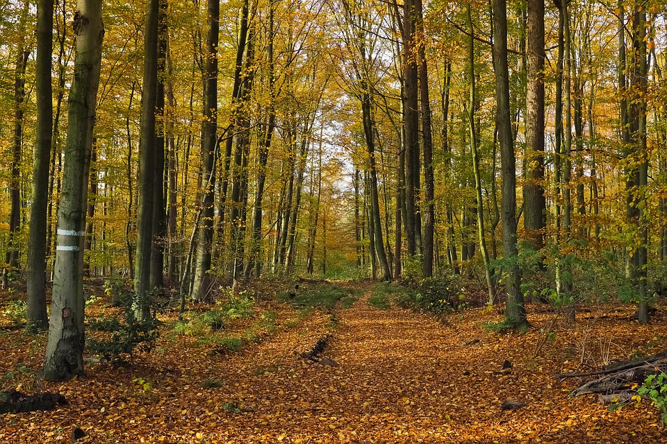 Fall Nature Trees - Free photo on Pixabay