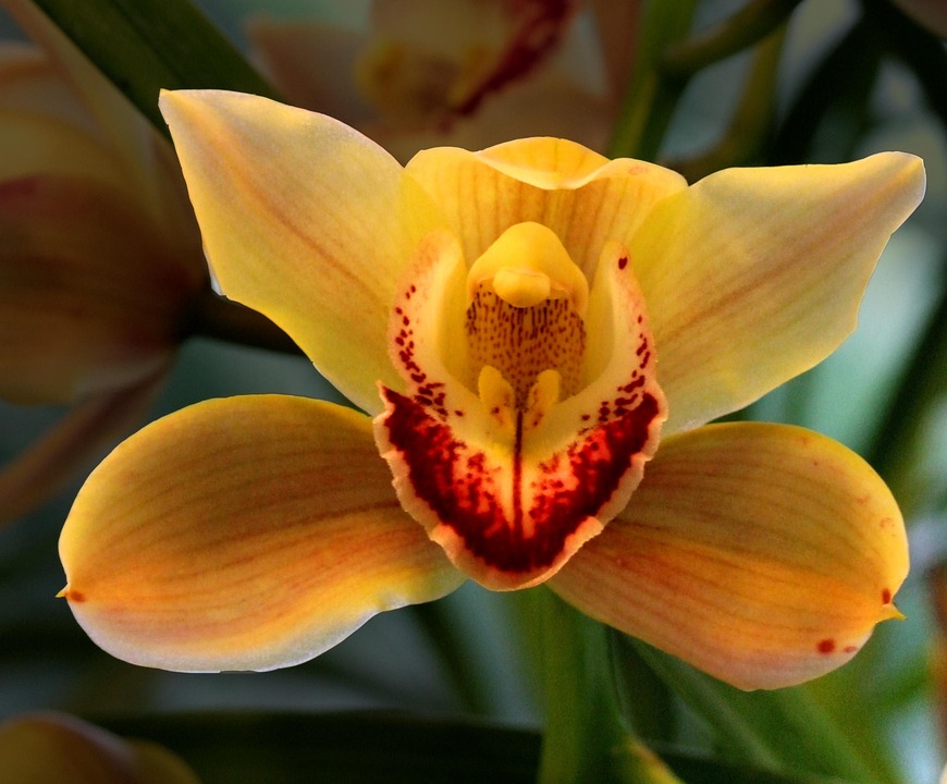 Orquídea Flor Planta · Foto gratuita no Pixabay