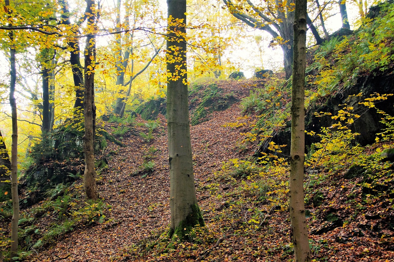 Forêt Arbre Automne - Photo gratuite sur Pixabay - Pixabay