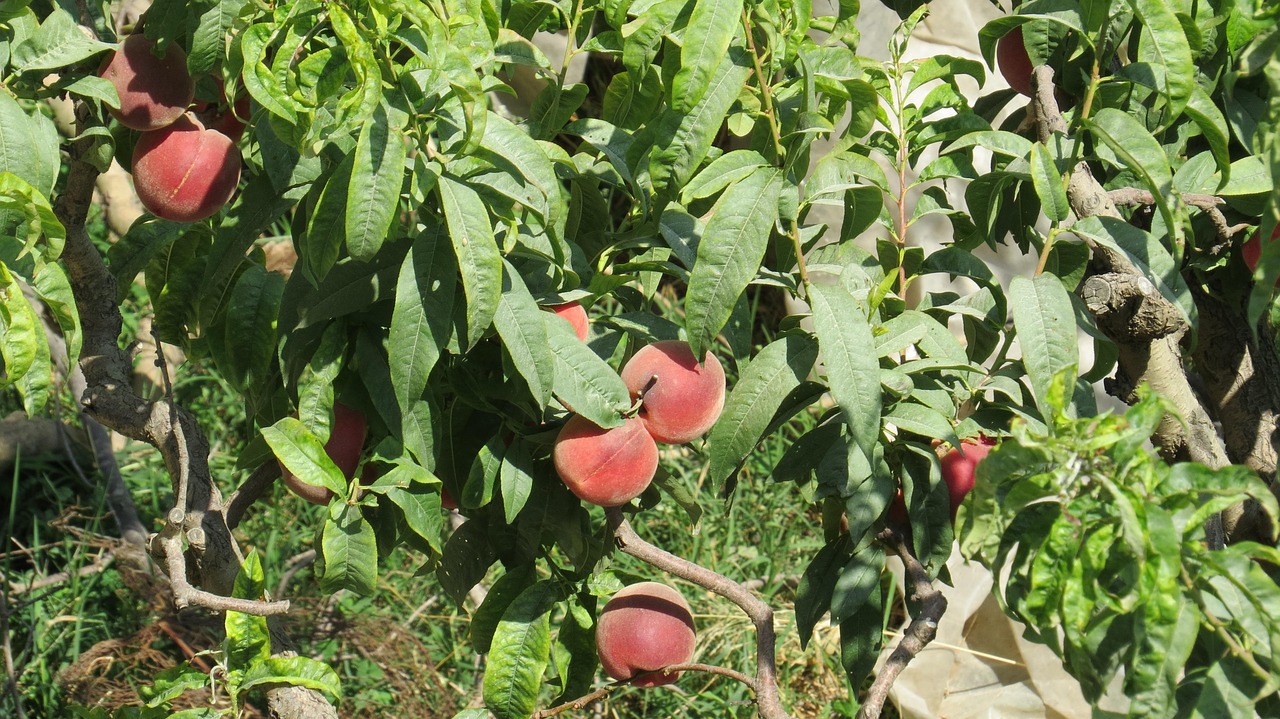 Nectarines Arbre Nature - Photo gratuite sur Pixabay - Pixabay
