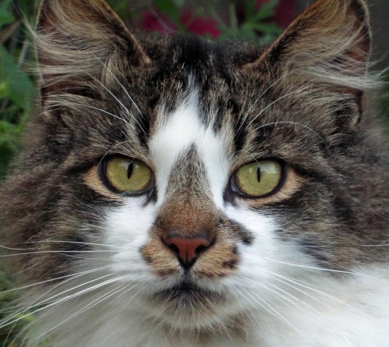 200+ Free Calico Cat & Cat Images - Pixabay