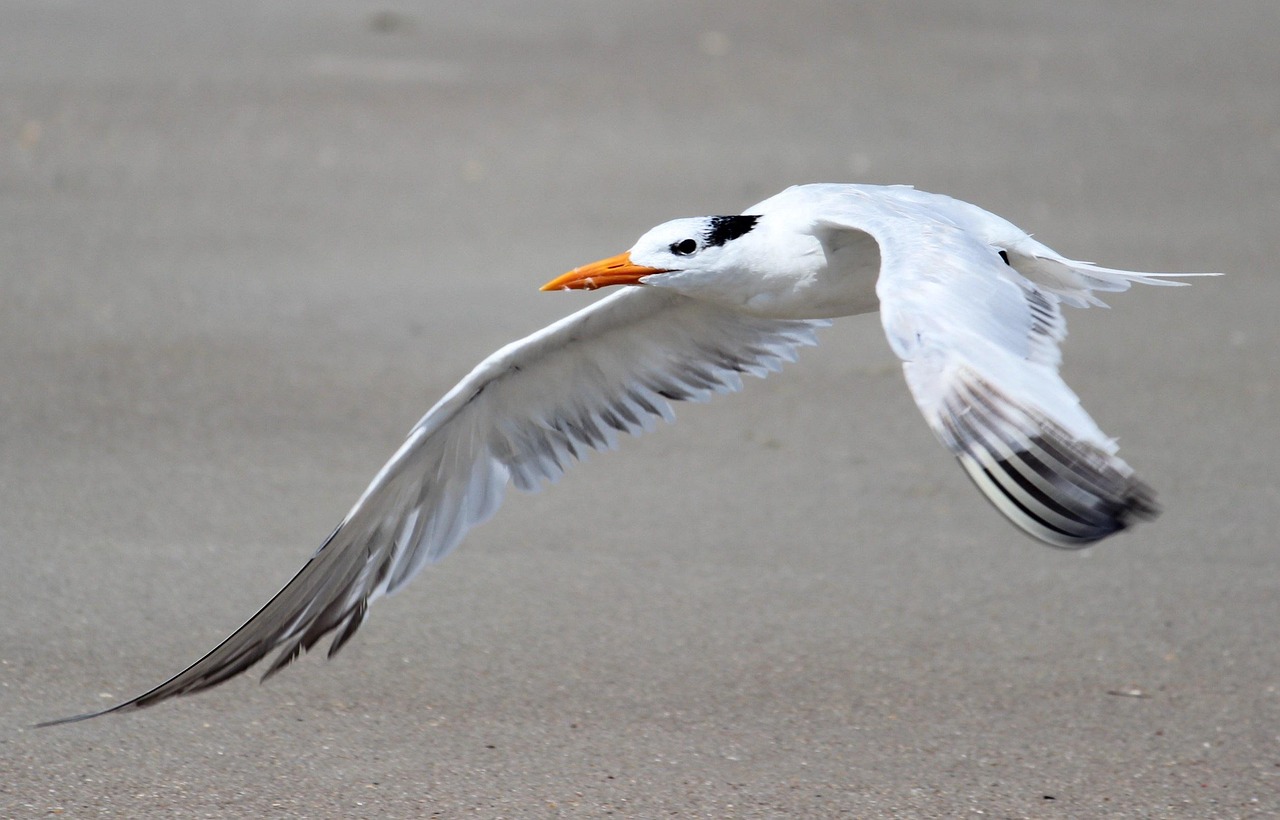Burung Camar Pantai - Foto gratis di Pixabay