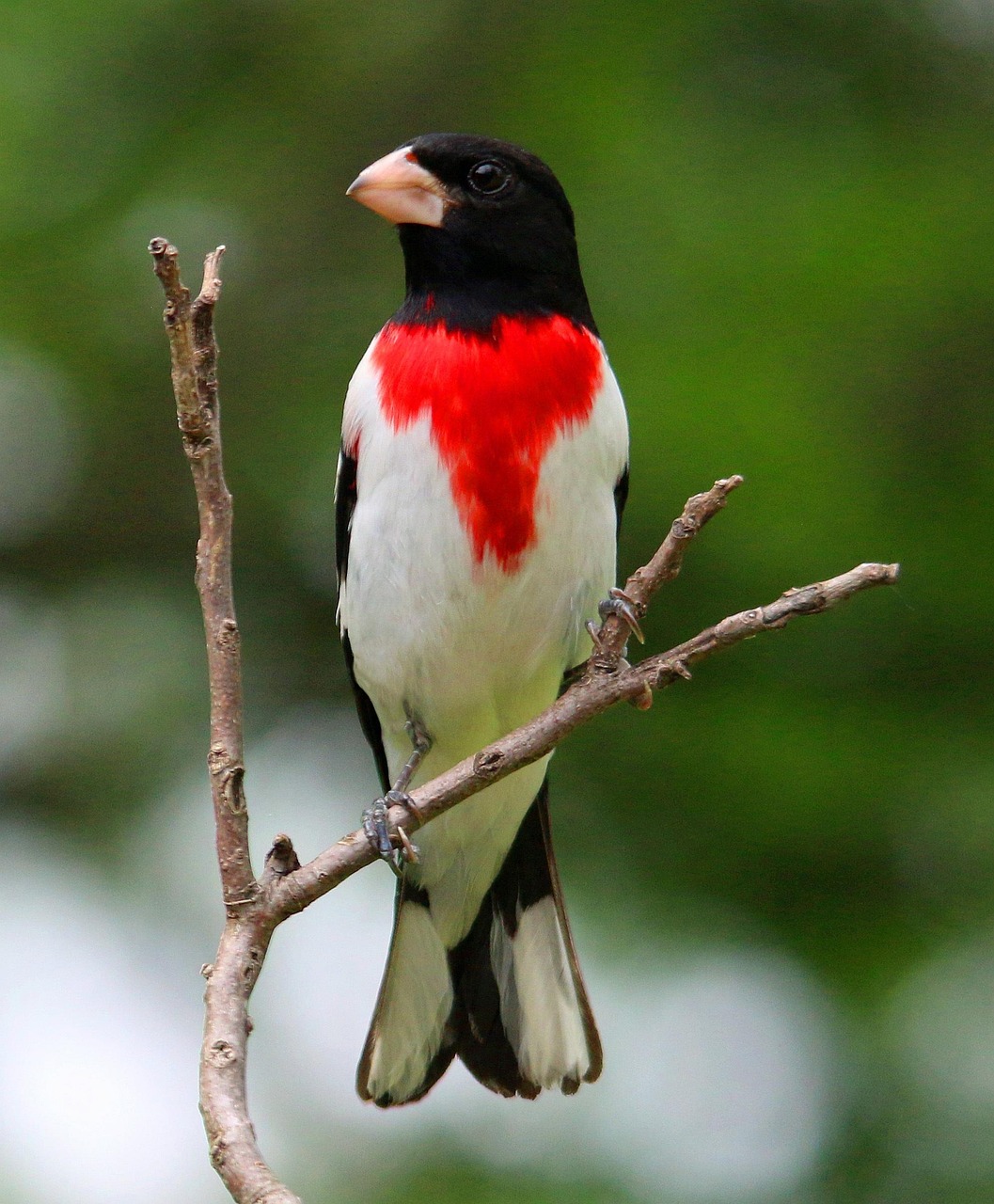 Rose-Breasted Grosbeak Rose - Free photo on Pixabay