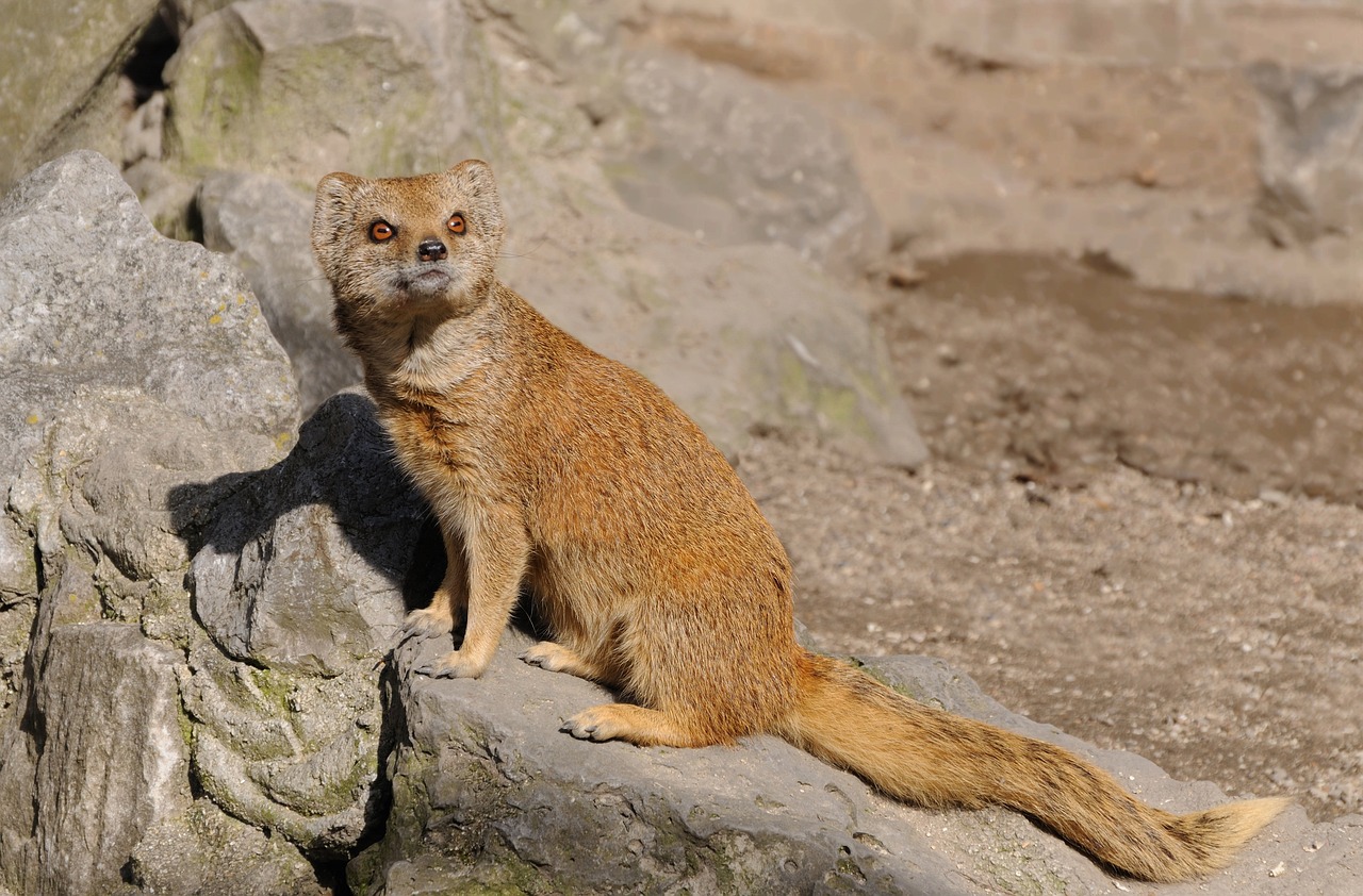 Animal Animales Mangosta - Foto gratis en Pixabay - Pixabay