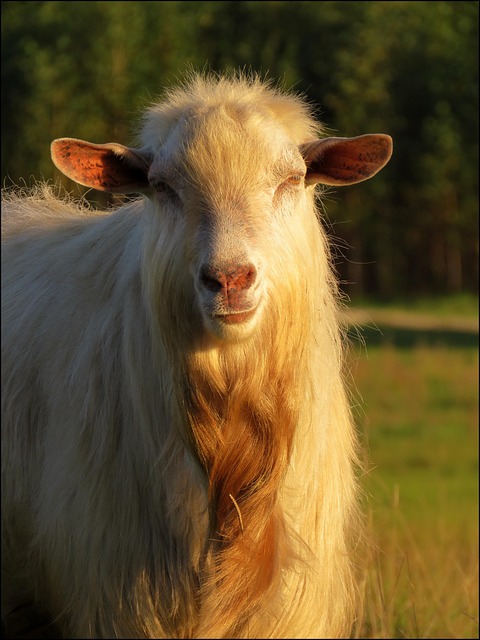Cabra Animal Natureza - Foto gratuita no Pixabay - Pixabay