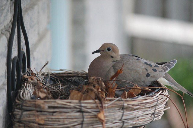 Pombo Pássaro Ninho · Foto gratuita no Pixabay