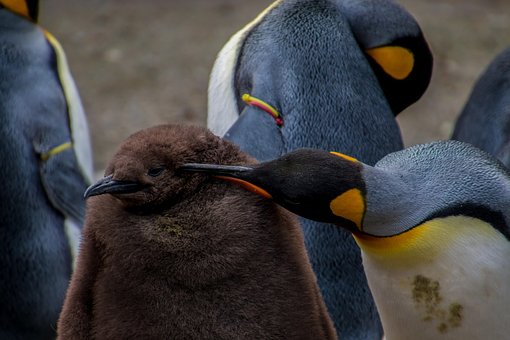 Birds Penguin Ornithology African - Free photo on Pixabay