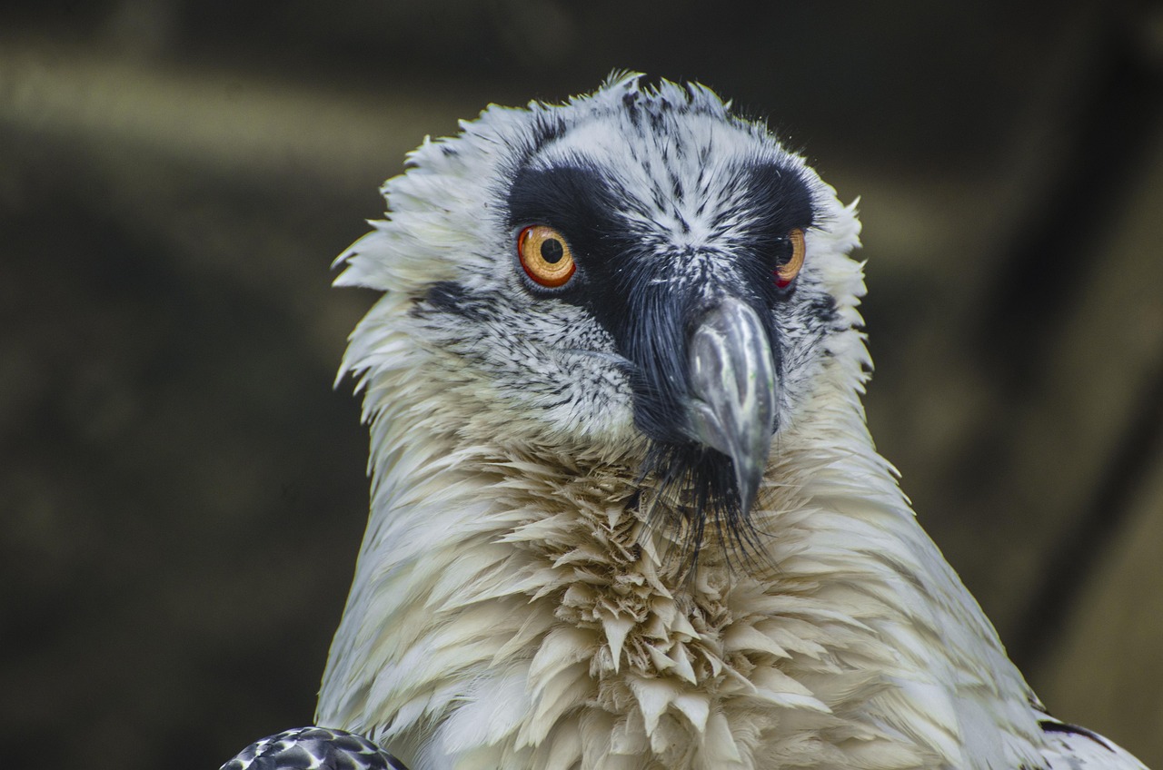 Vautour Animal Portrait D'Animaux - Photo gratuite sur Pixabay - Pixabay